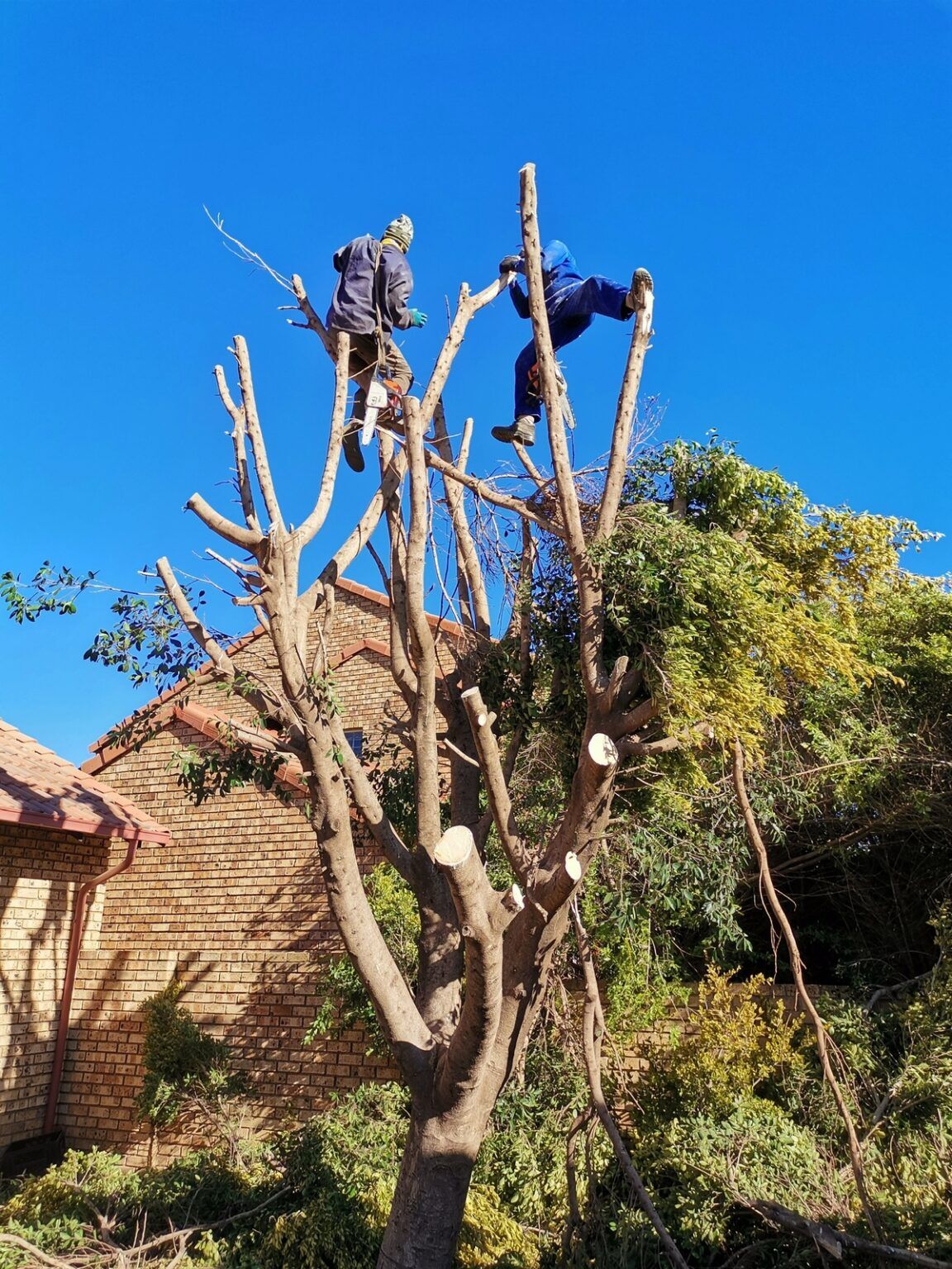 Expert Tree Felling Centurion | Call +27 60 011 0549 | Your Trusted Partner